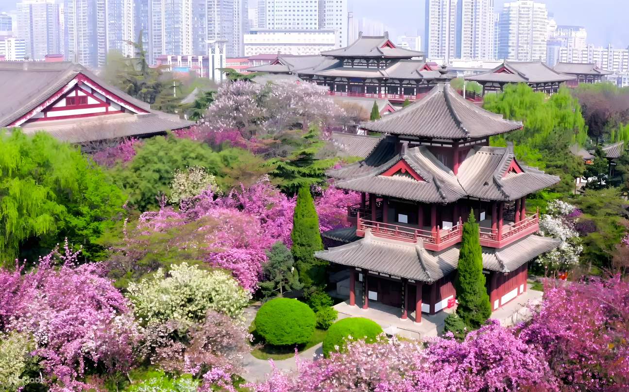 [Spring Limited] One-time meeting*One-lifetime--Cherry Blossom Viewing ...